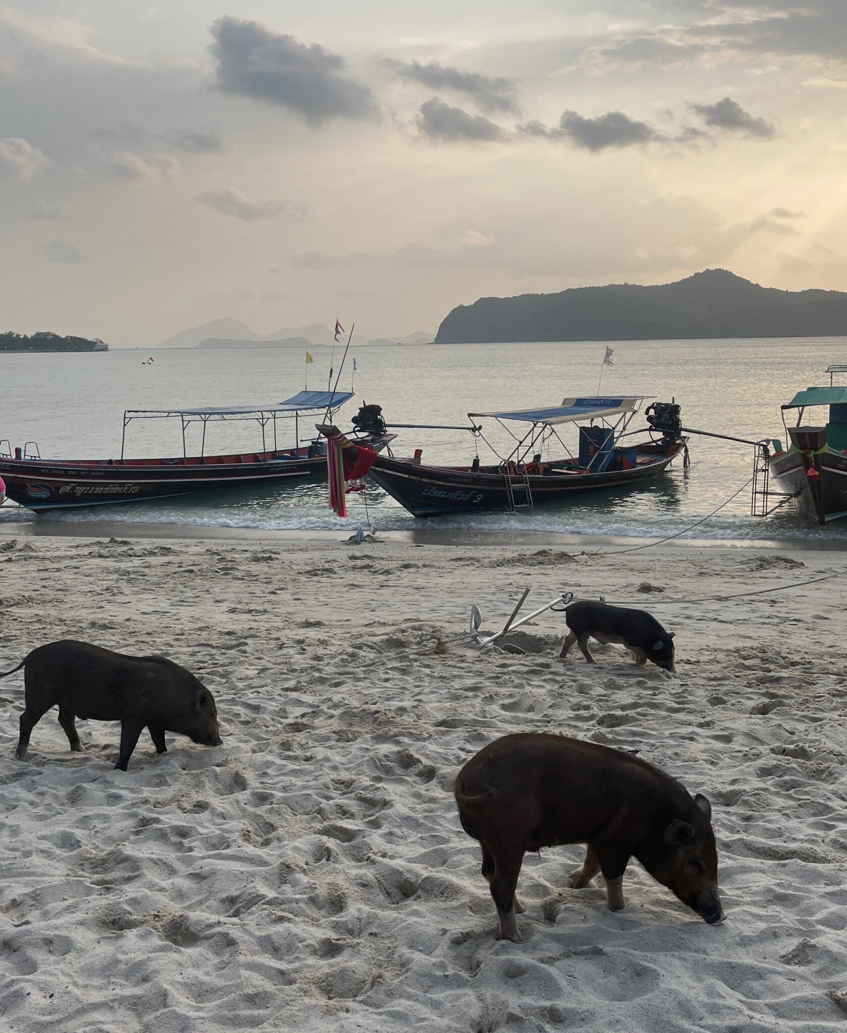 Is Pig Island Worth Visiting? Ultimate Guide | Travel Hiatus