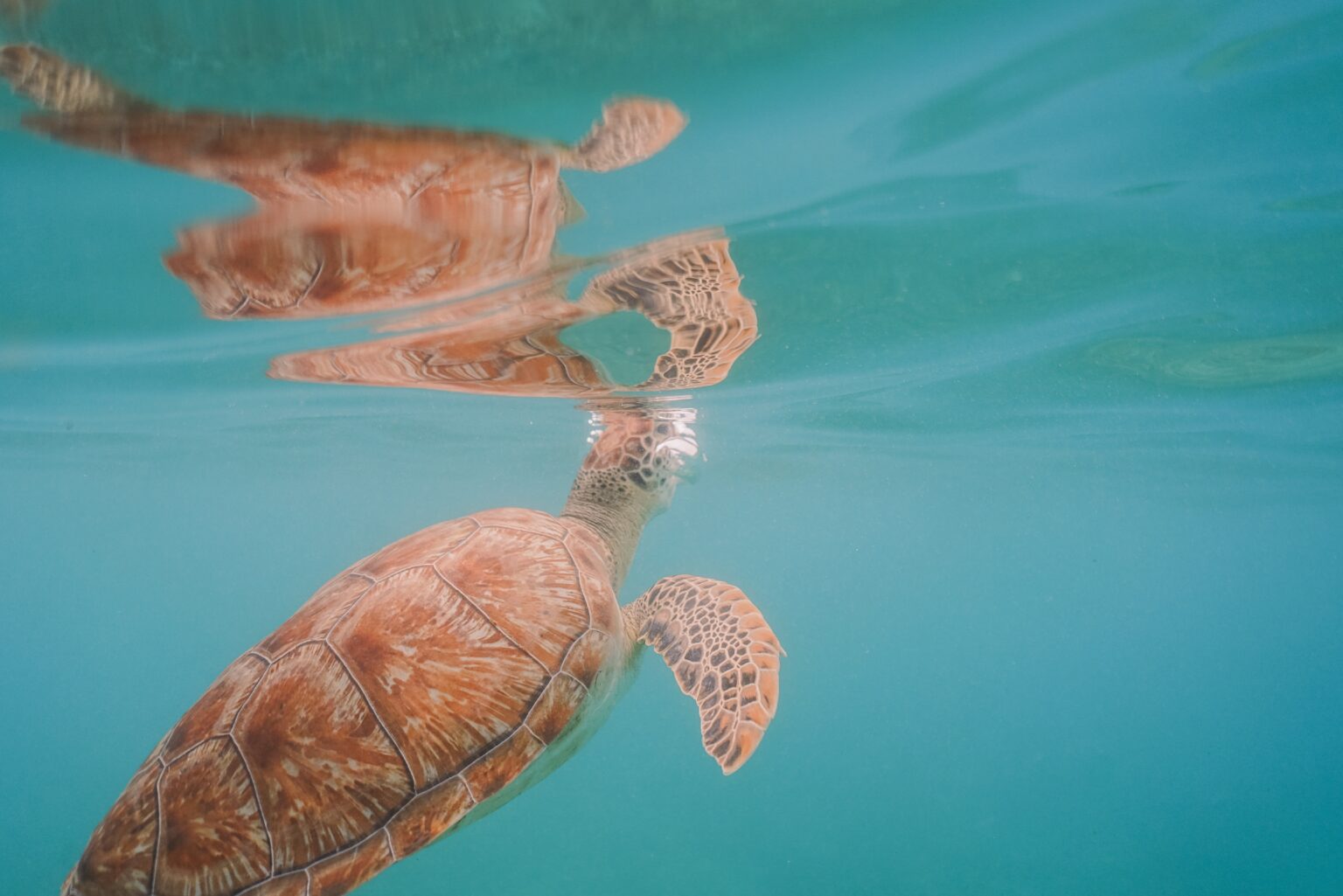 7 Best Things To Do In Akumal, Mexico | Travel Hiatus