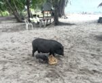 Is Pig Island Worth Visiting? Ultimate Guide | Travel Hiatus